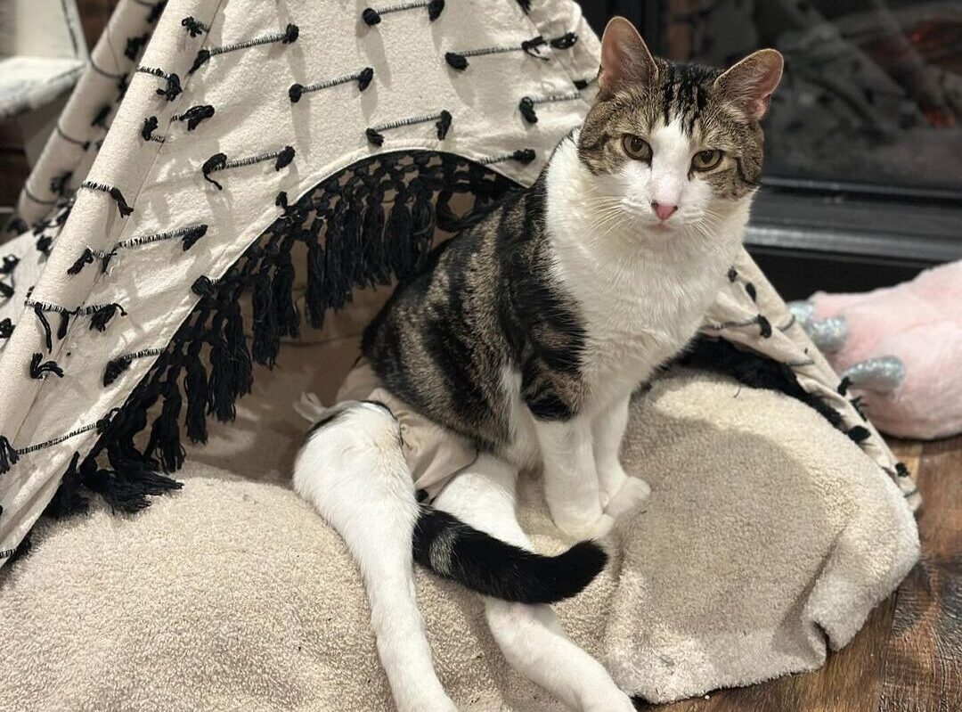 Rescue Cat Rocky on Wheels is Living His Best Life Despite His ...