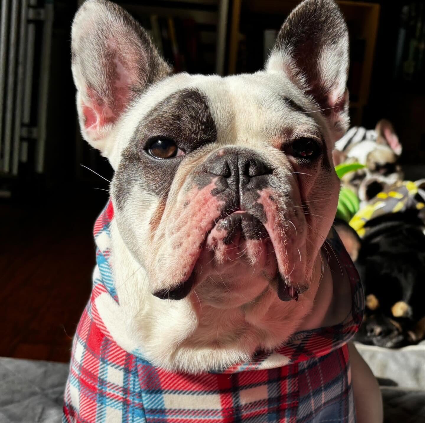 Reformed “Demon Dog” Ralphie Skates His Way to Viral Fame - Our Funny ...